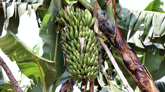 Harakorwa iki kugira ngo icyorezo cya COVID19 kitazateza inzara mu Rwanda?