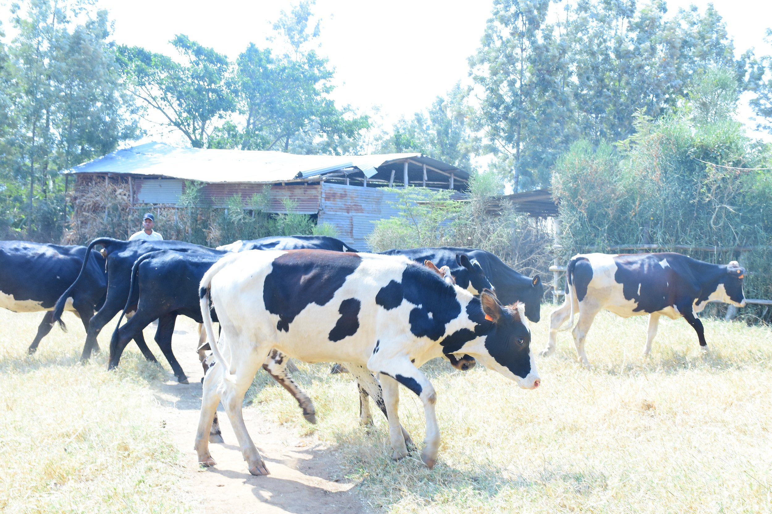 Nyagatare: Hatangijwe igikorwa cyo gutera ubundi bwoko bushya bw ...