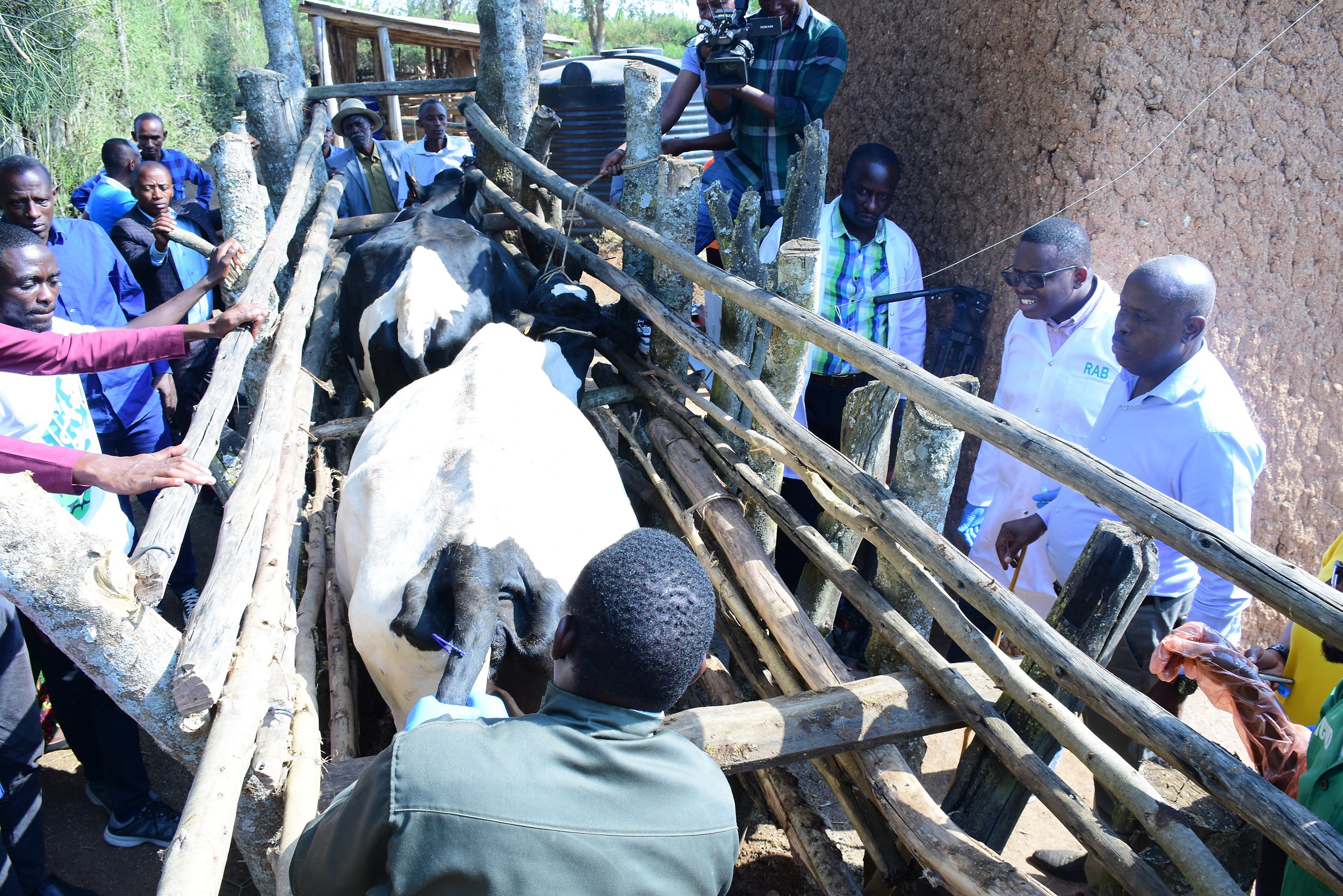 Nyagatare: Hatangijwe igikorwa cyo gutera ubundi bwoko bushya bw ...